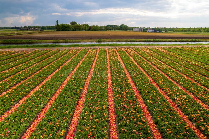 Colorful Tulip Flower Fields in the Netherlands Stock Photo - Image of ...