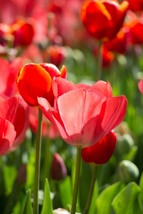 Colorful Tulip Flowers Bloom in the Garden Stock Photo - Image of ...