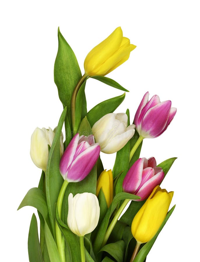 Tulip Bottom Border Stock Photos - Free & Royalty-Free Stock Photos ...
