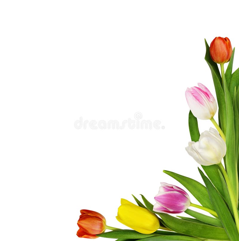 Colorful Tulip Flowers in a Bouquet Isolated on White or Transparent ...
