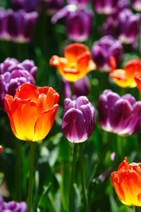 Colorful Tulip in Sun Shine Stock Photo - Image of daylight, ablooming ...