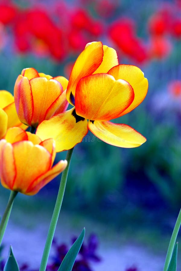 Colorful tulips stock image. Image of bloom, stem, tulip - 1042059