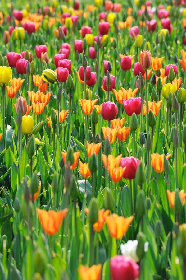 Colorful Tulips stock image. Image of arrangement, blossom - 24394747