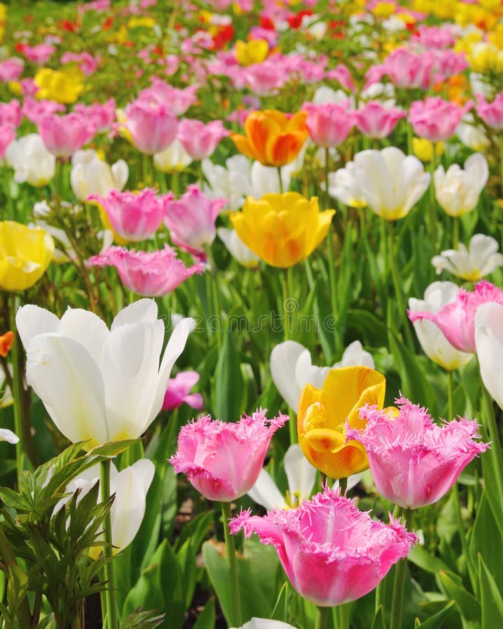 Colorful tulips stock image. Image of purple, beauty - 25456241