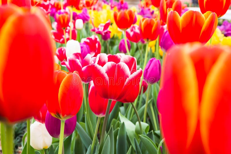 Colorful tulips stock photo. Image of greenery, grass - 29353936