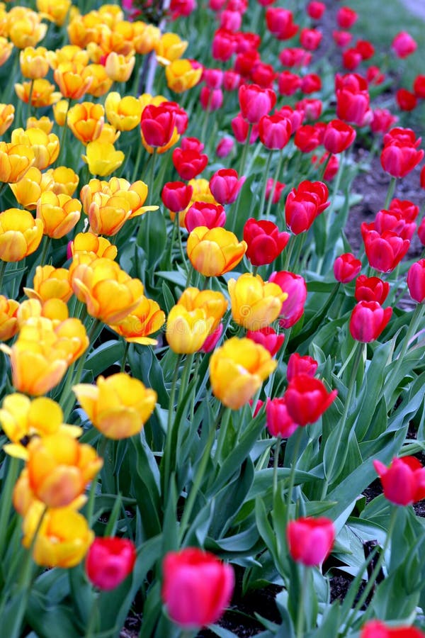 Colorful tulips stock photo. Image of green, gorgeous, blooms - 779888