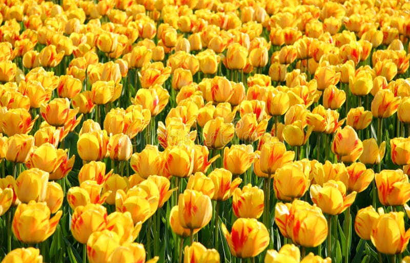 Colorful Tulips - Background Picture. Image: 5062362