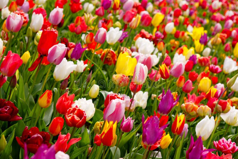 Colorful Tulips Background. Stock Photo - Image of freshness, color ...