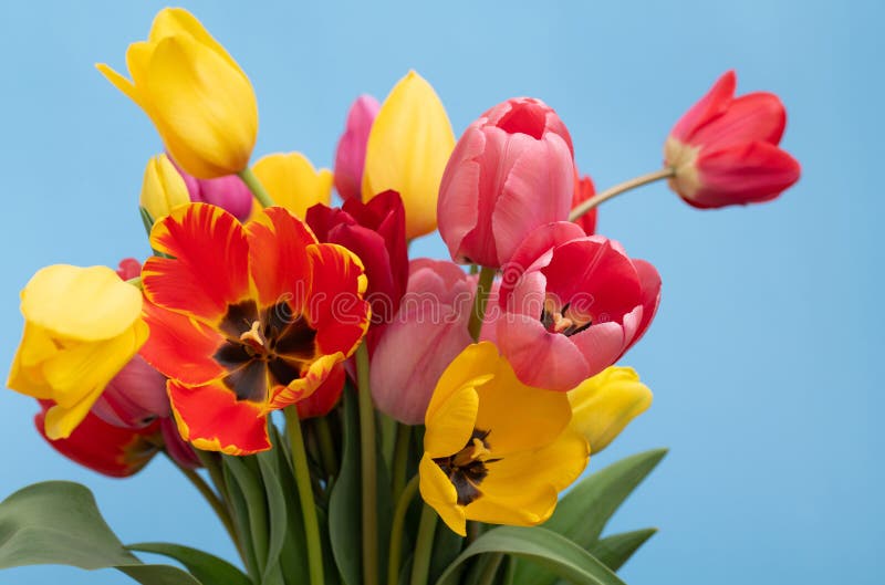 Colorful Tulips Bloom in Front of a Blue Background. the Tulips Bloom ...