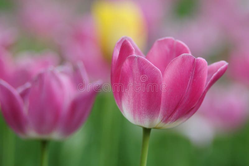 Unusual flowers close up stock image. Image of grass - 176484111