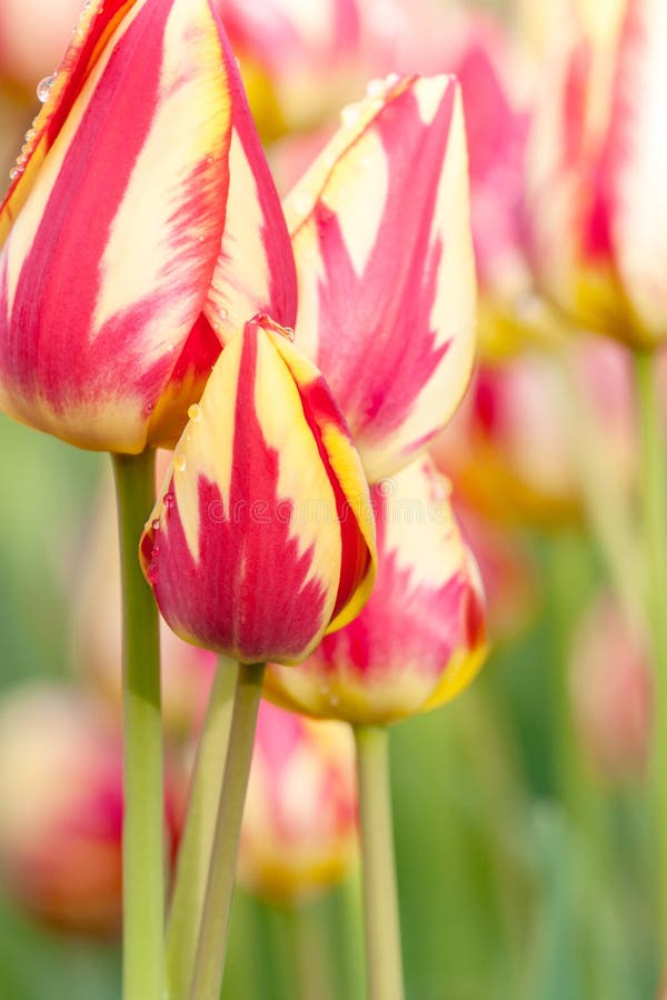 Colorful tulips stock photo. Image of flora, florist - 30917770