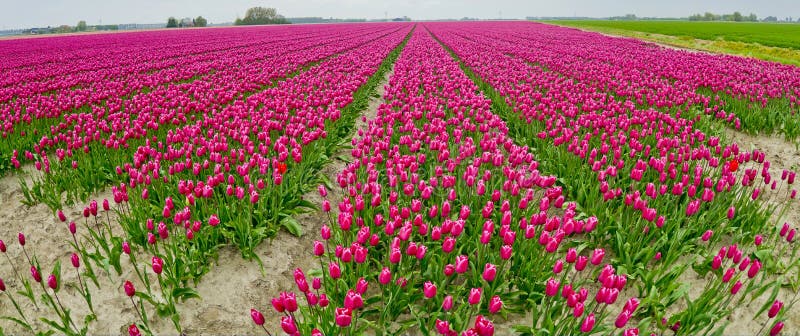 Colorful Tulips Fields, Netherlands Stock Photo - Image of fragility ...
