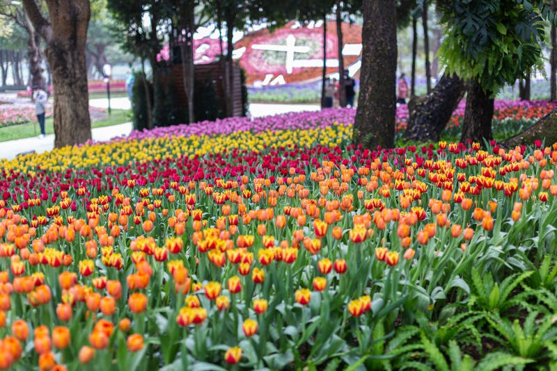 Colorful Tulips Flower on a Windy Spring Day Stock Image - Image of ...