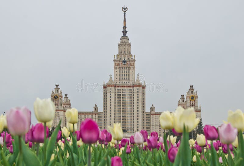 Colorful Tulips in Front of the Historic Building Stock Image - Image ...