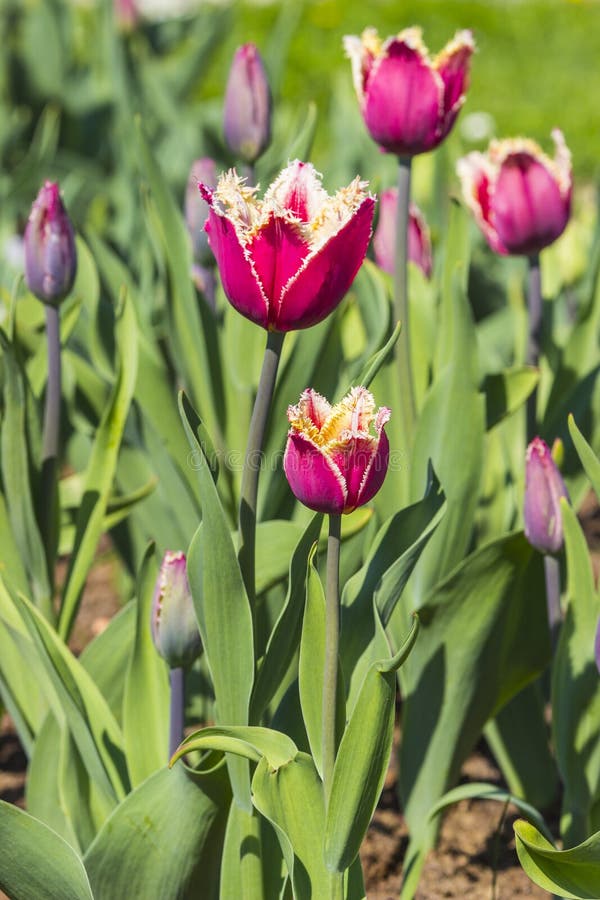 Colorful tulips stock image. Image of field, nature, greenery - 35465867