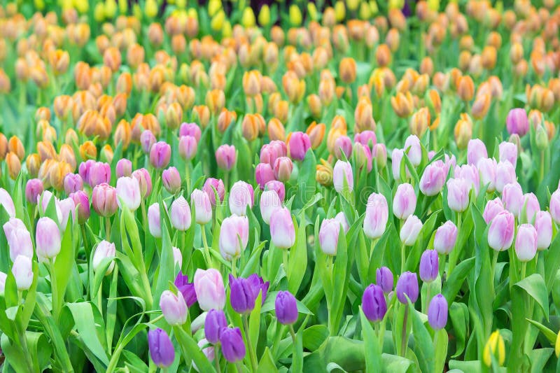Colorful Tulips in the Park. Spring Landscape. Stock Photo - Image of ...