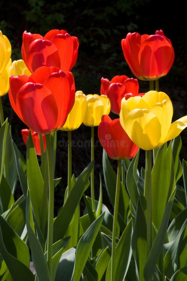 Tulip stock image. Image of colorful, china, green, leave - 4673787