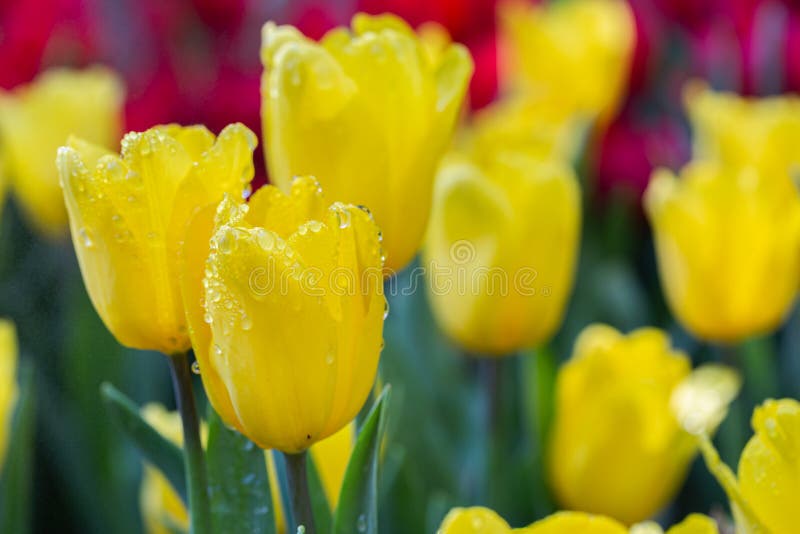 Colorful Tulips on a Windy Spring Day Stock Image - Image of nature ...