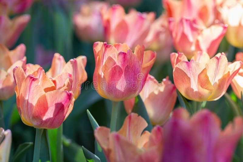 Colorful Tulips on a Windy Spring Day Stock Image - Image of color ...