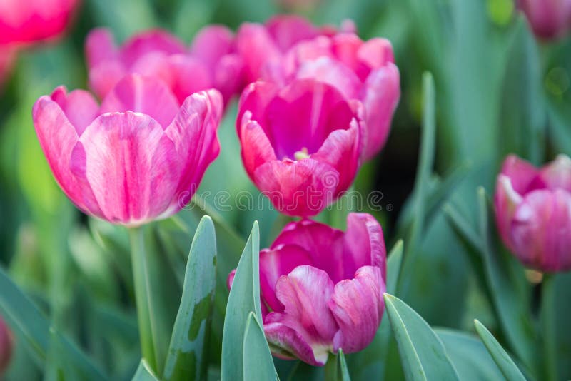 Colorful Tulips on a Windy Spring Day Stock Photo - Image of flora ...