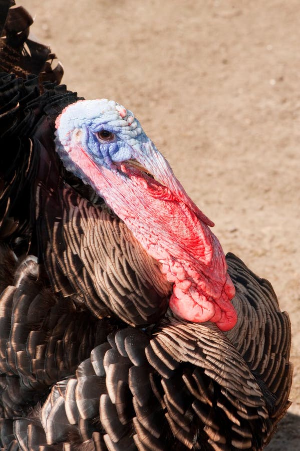A colorful turkey stock image. Image of farm, male, closeup - 14124883