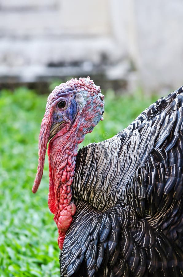 A colorful turkey stock photo. Image of nature, birding - 26919052
