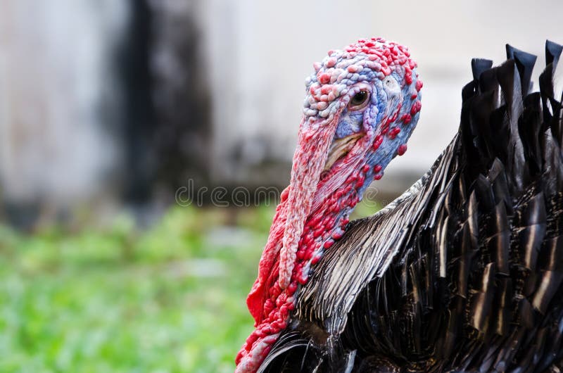 A colorful turkey stock image. Image of turkey, eastern - 26919233