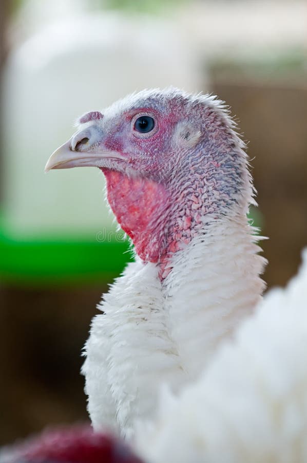 Colorful turkey stock image. Image of drake, feathered - 6386907