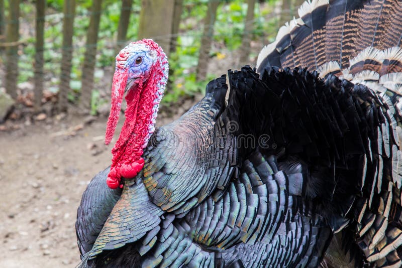 Close-up of a Colorful Turkey Stock Image - Image of agriculture, meat ...