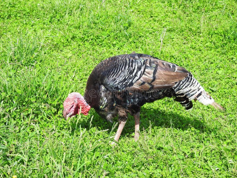 Turkey in grass stock photo. Image of tall, turkey, grass - 364658