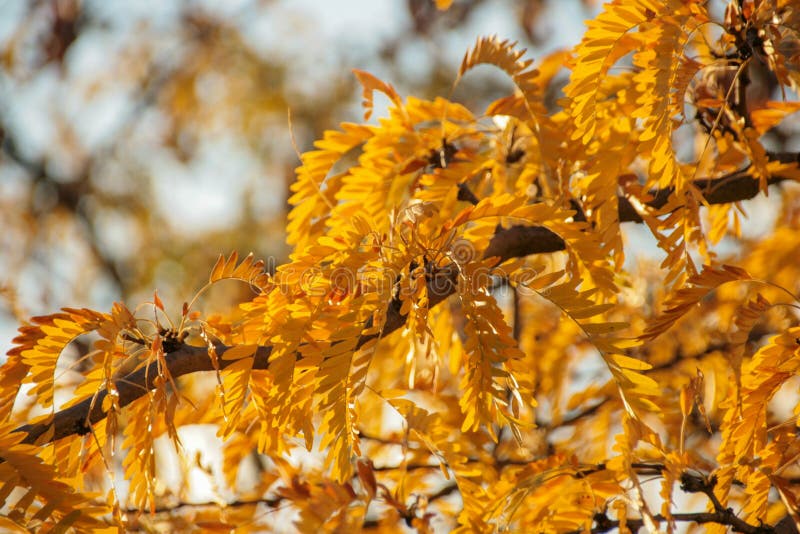 Colorful turning leafs stock photo. Image of trunk, environment - 101562918