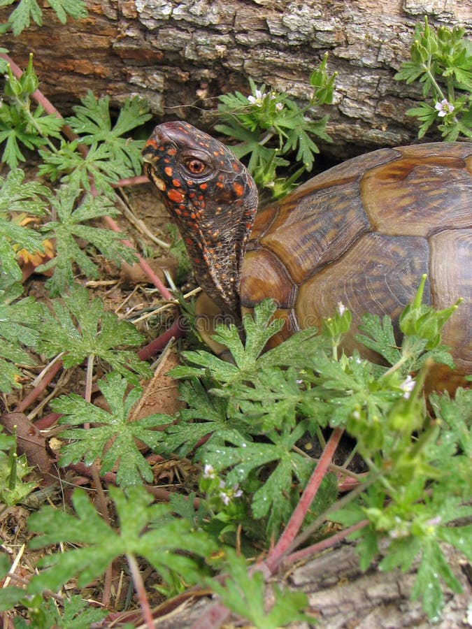 Colorful turtle stock image. Image of reptile, bold, turtle - 810313