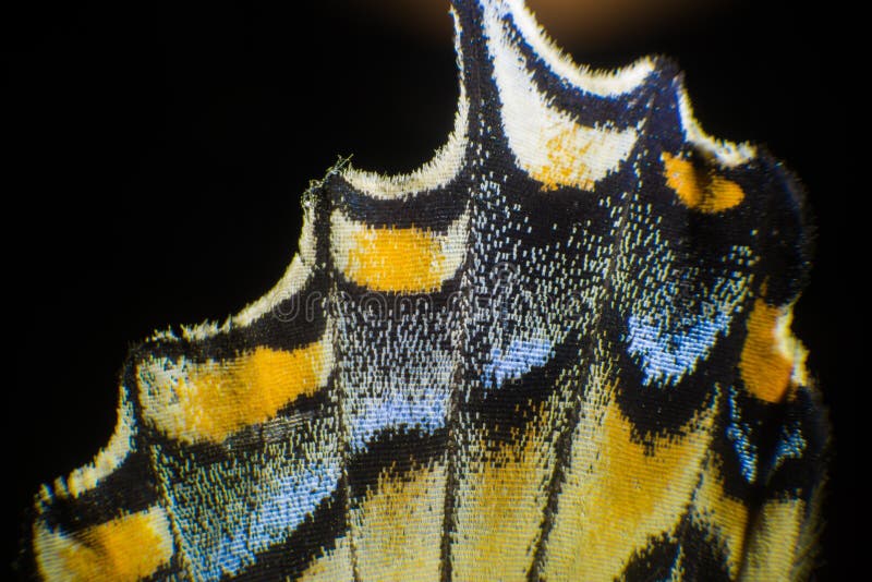 Beautiful Backwing of a Papilio Sp. Butterfly Stock Photo - Image of ...