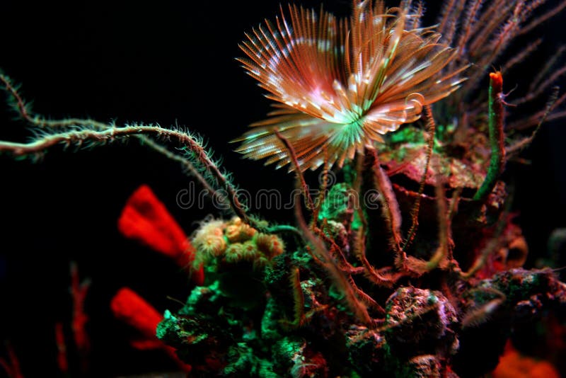 Colorful underwater life stock image. Image of colored - 1749661