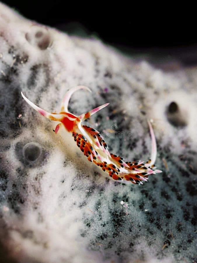 Colorful Underwater Sea Life Stock Photo - Image of creature, white ...