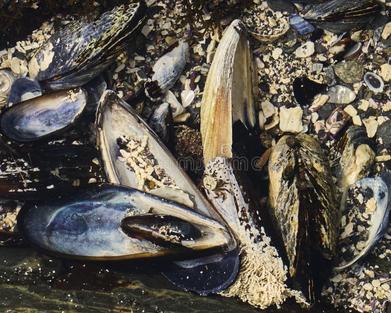 A Colorful Underwater Tidal Pool Full of Large Mussel Shells. Stock ...