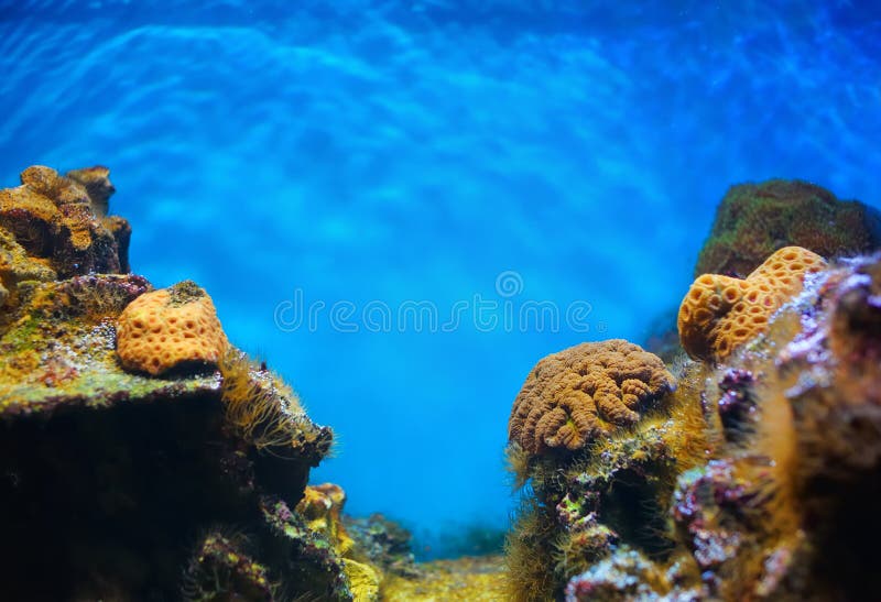 Colorful underwater world stock photo. Image of caribbean - 14667202