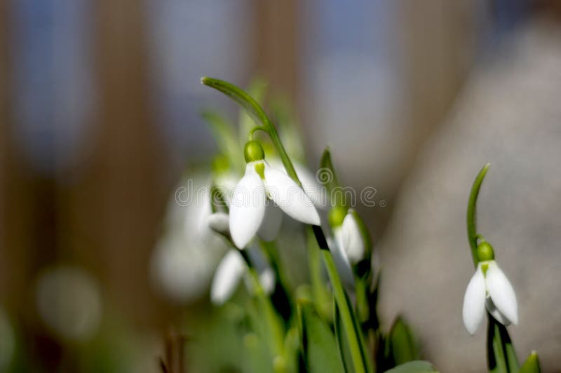 Colorful and Uniquely Beautiful Photo of a Snowdrop. Stock Photo ...