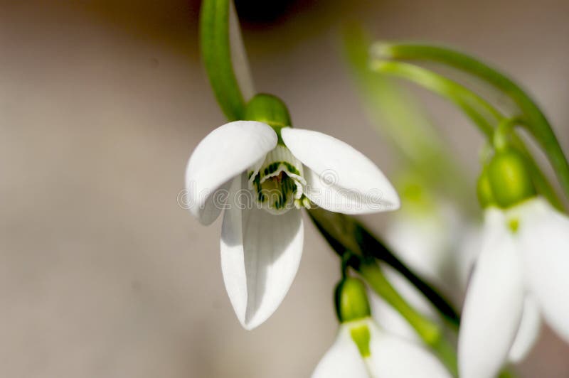 Colorful and Uniquely Beautiful Photo of a Snowdrop. Stock Photo ...