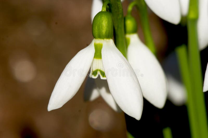Colorful and Uniquely Beautiful Photo of a Snowdrop. Stock Image ...