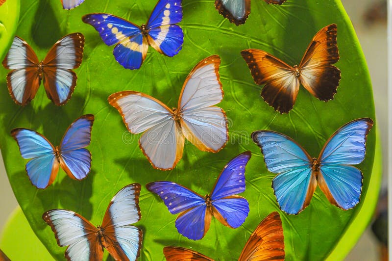 Colorful and Unusual Butterfly Varieties Stock Photo - Image of life ...