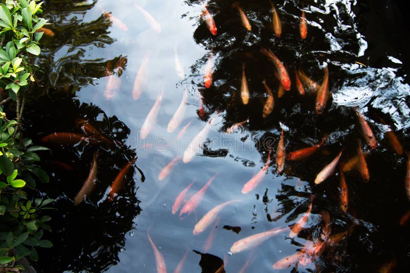 Colorful and Varied Fish in a Pond. Stock Photo - Image of orange ...