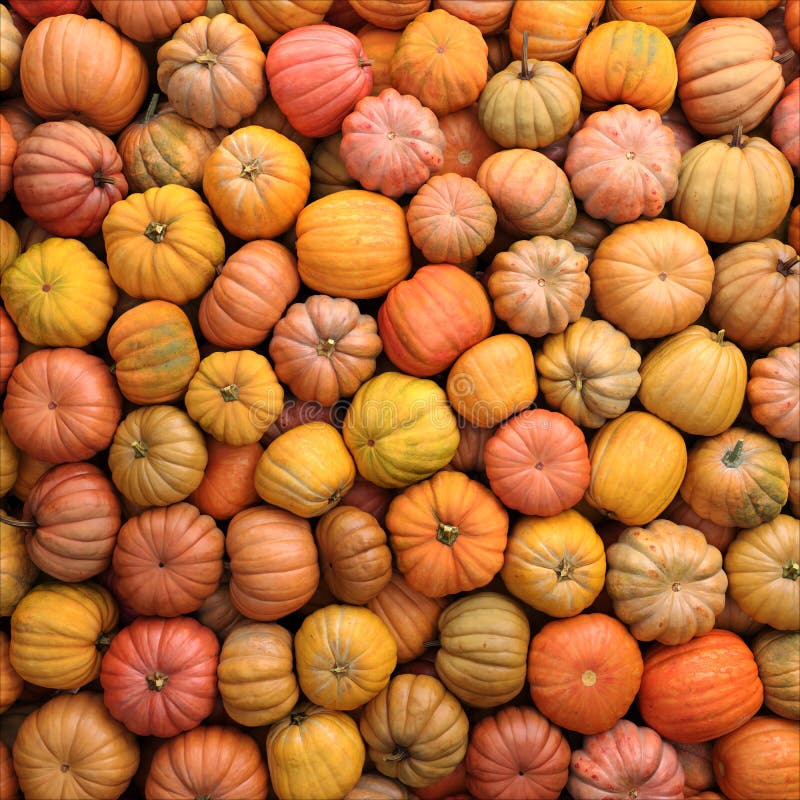 Colorful Varieties of Pumpkins. Color Gradient Background Stock ...