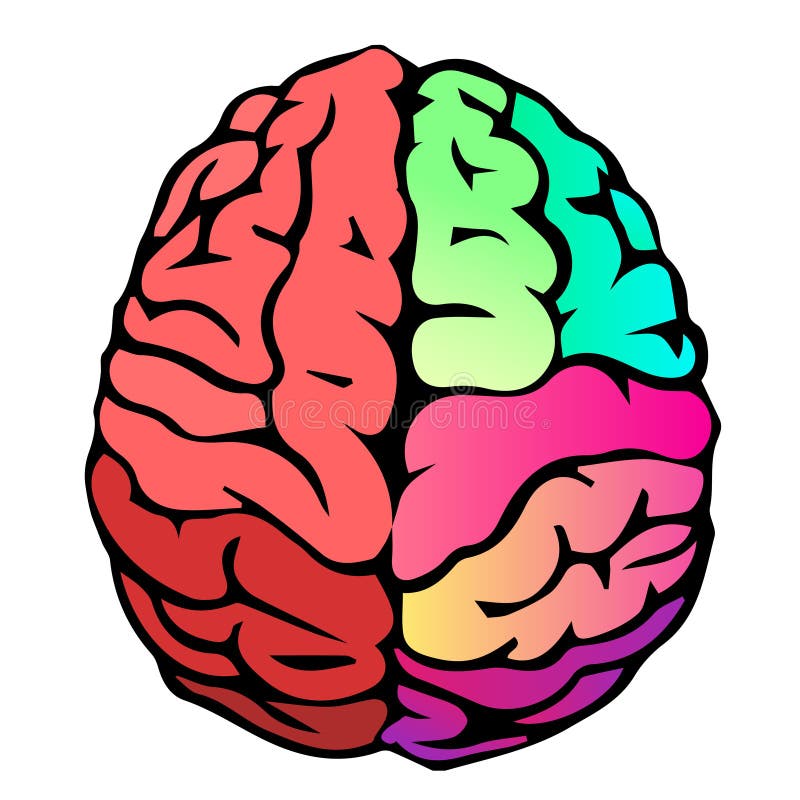 Colorful Vector Brain Illustration. Mind Concept Stock Vector ...