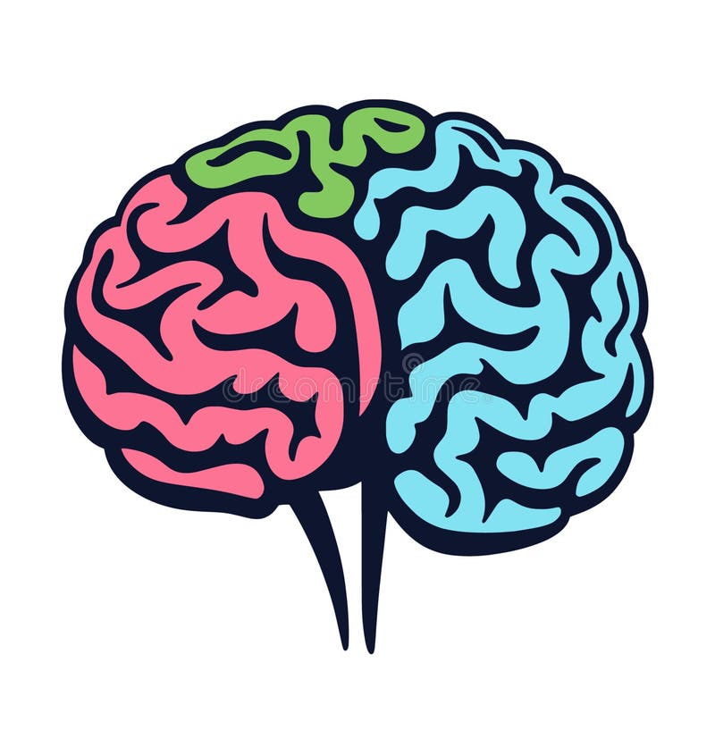 Colorful Vector Illustration of Human Brain with Distinct Brain Regions ...