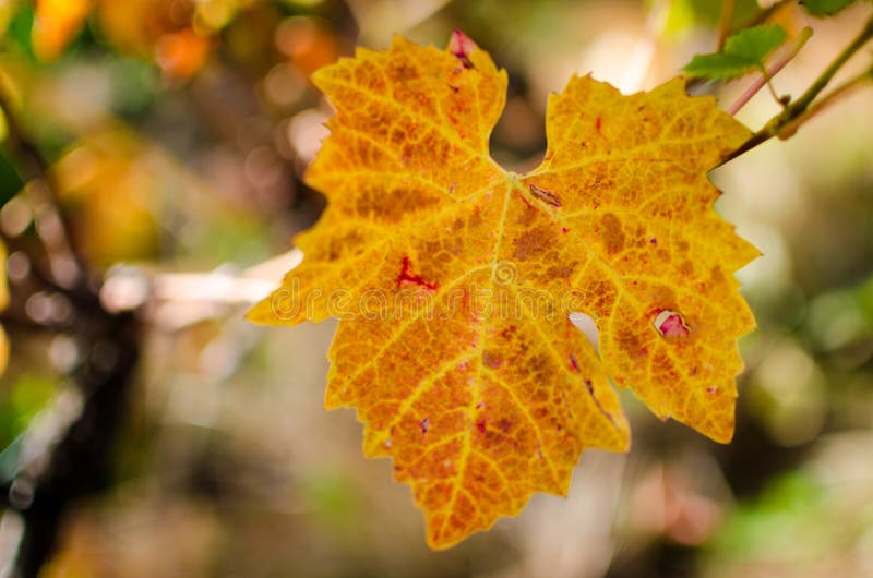 Colorful Vine Leaf at Fall Season Stock Photo - Image of color, grow ...