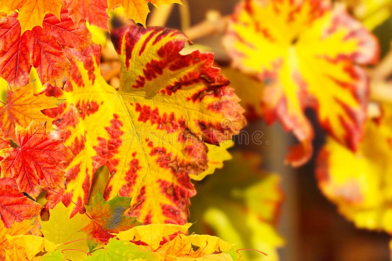 Colorful vine leaves stock photo. Image of gold, nature - 44834836