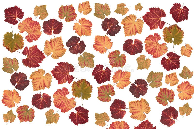 Colorful Vine Leaves on White Background Stock Photo - Image of leaves ...