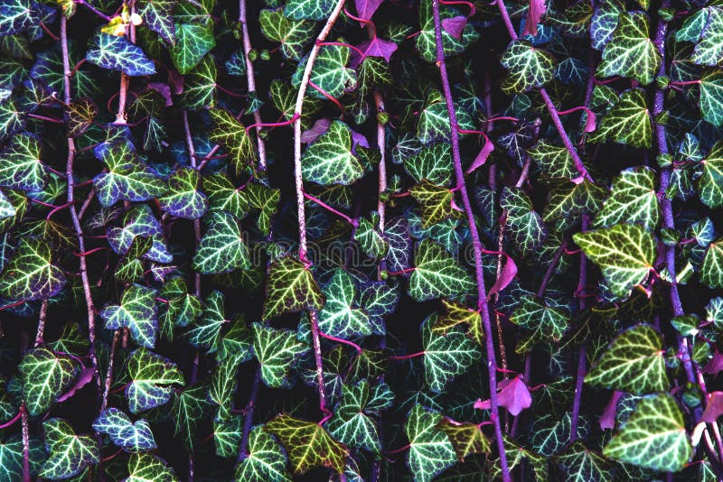 Flower Vines Texture Stock Photos - Download 794 Royalty Free Photos