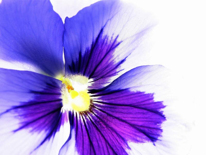 Colorful viola stock image. Image of tricolor, natural - 3544009
